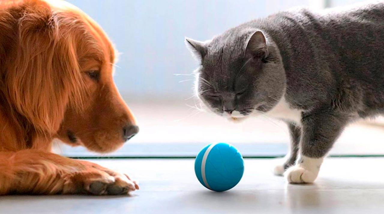 Peppy Pet Ball Review 2021: Is This Dog Toy Worth My Money? | THE ...